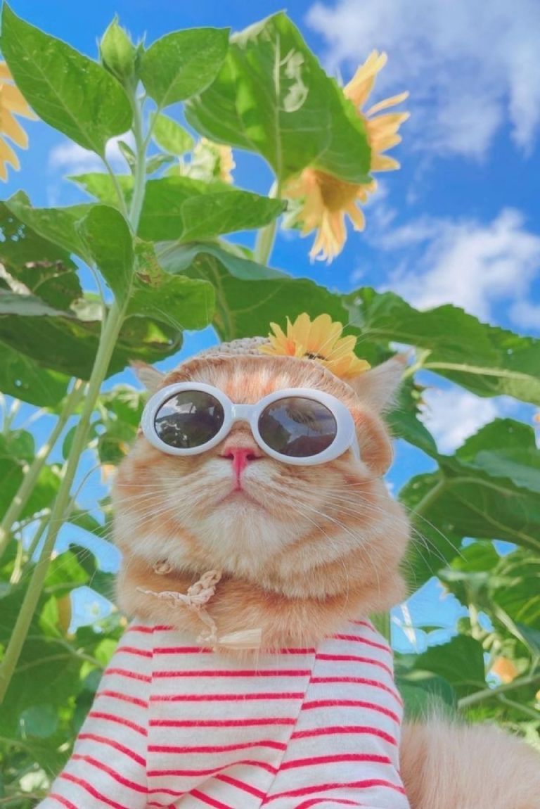 10 fotos de gatitos tiernos que harán más lindo tu fin de semana - Petlife