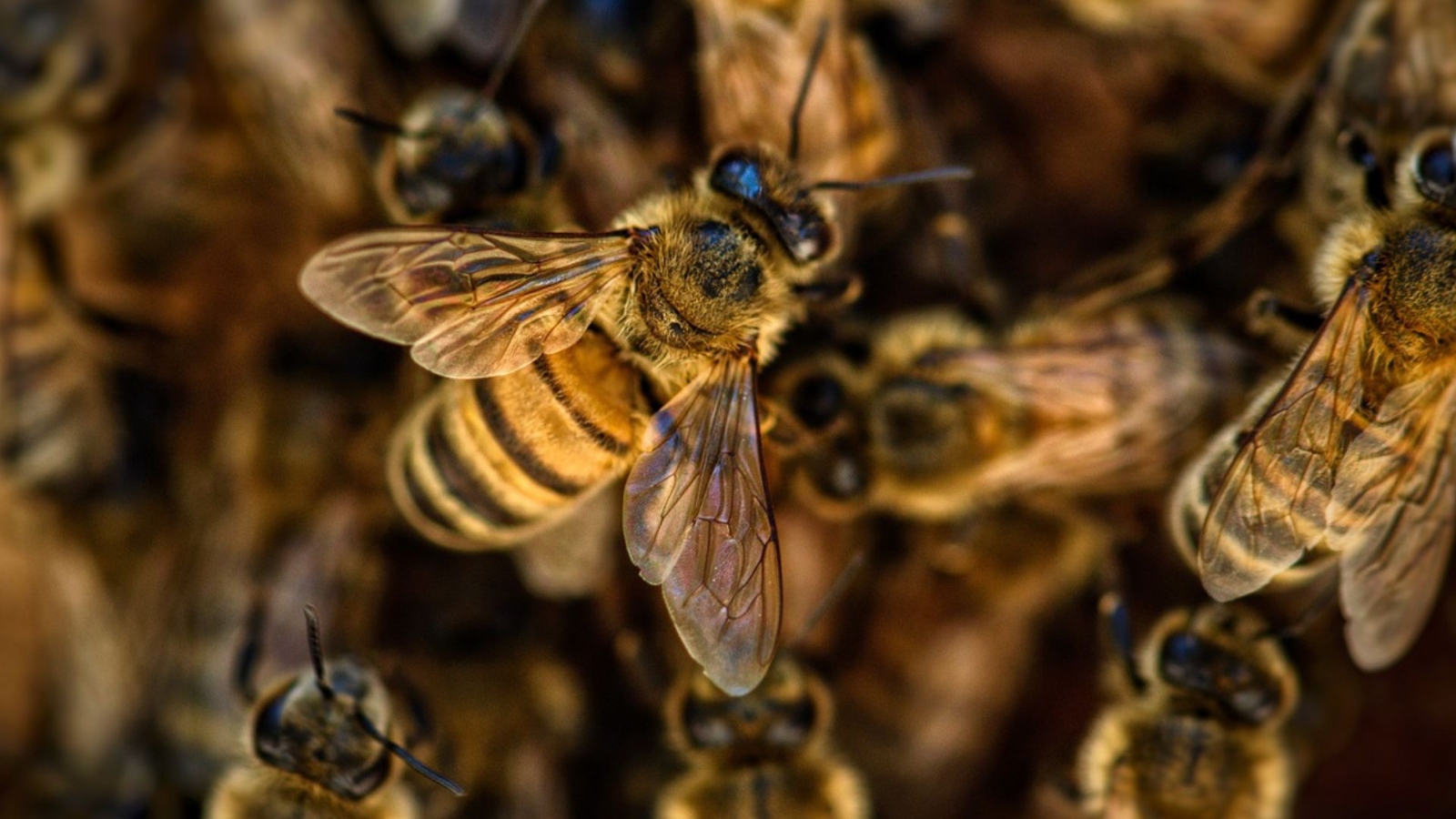 ¿Dónde viven las abejas y de qué se alimentan? - Petlife