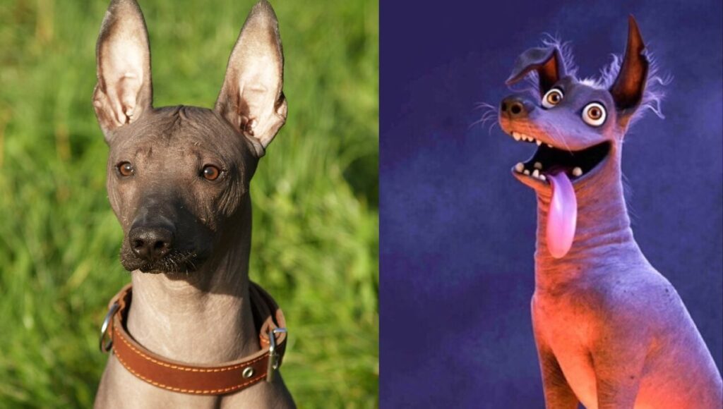 ¿Qué raza es Dante, el perro de Coco? - Petlife