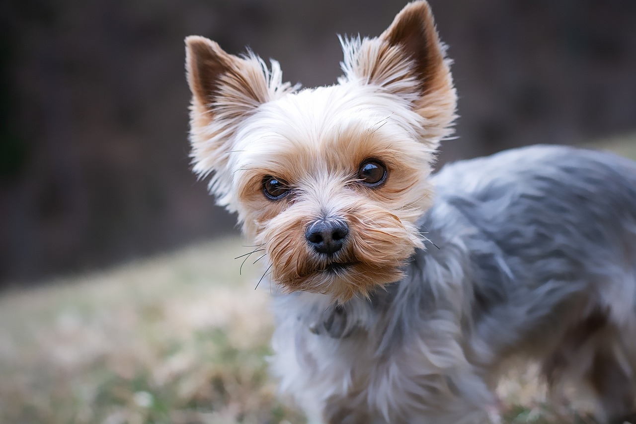 Las 5 razas de perros más chiquitos y peludos, según ChatGPT - Petlife