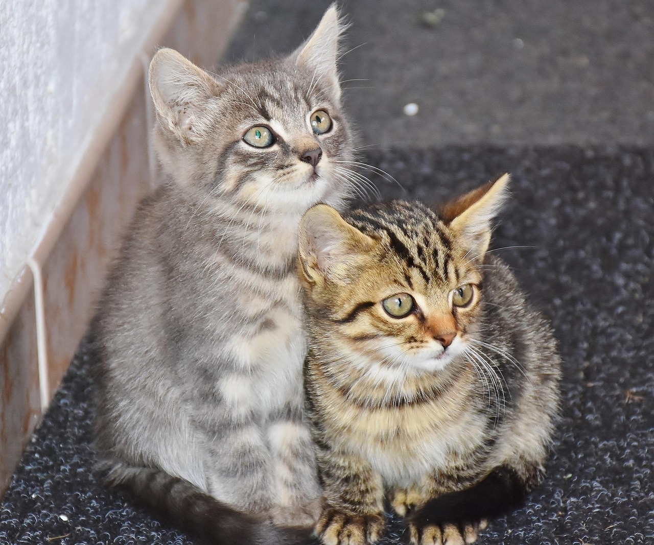 Significado espiritual de cuando un gato te elige - Petlife
