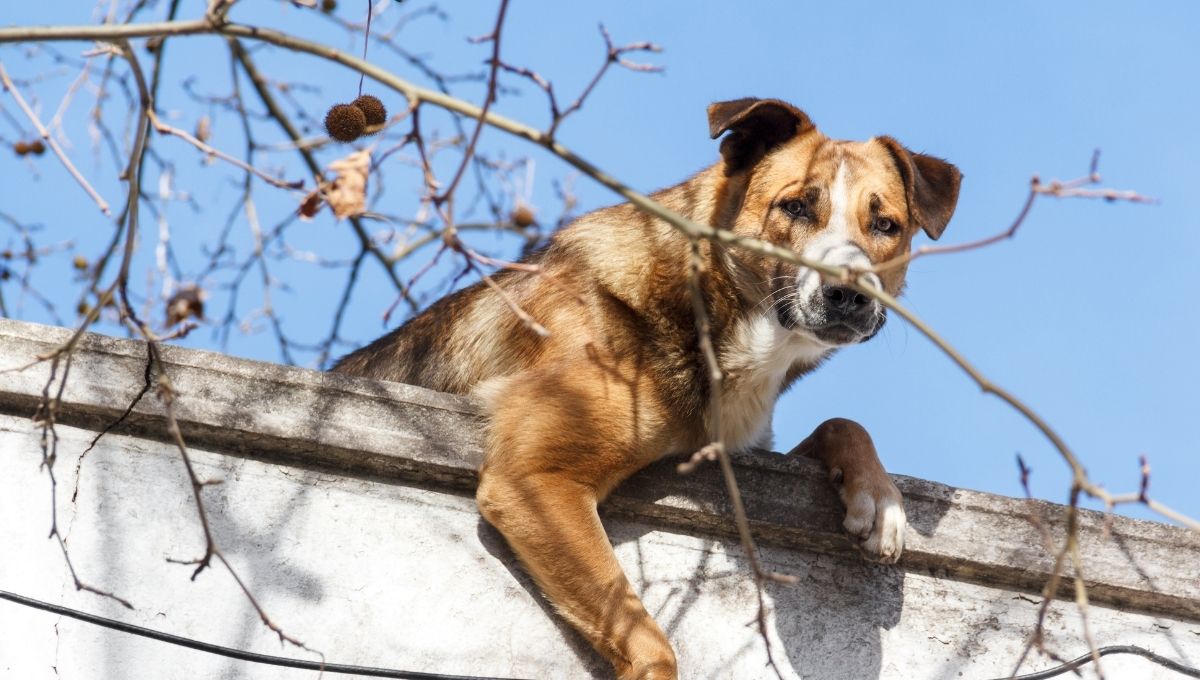 De cuánto es la multa por tener perros en la azotea en Jalisco