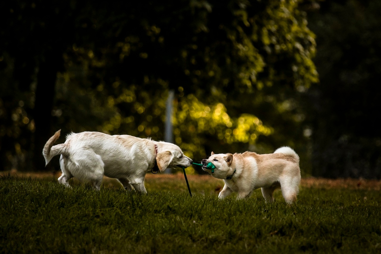 Estado de México: ¿de cuánto es la multa por tener perros en tu azotea ...