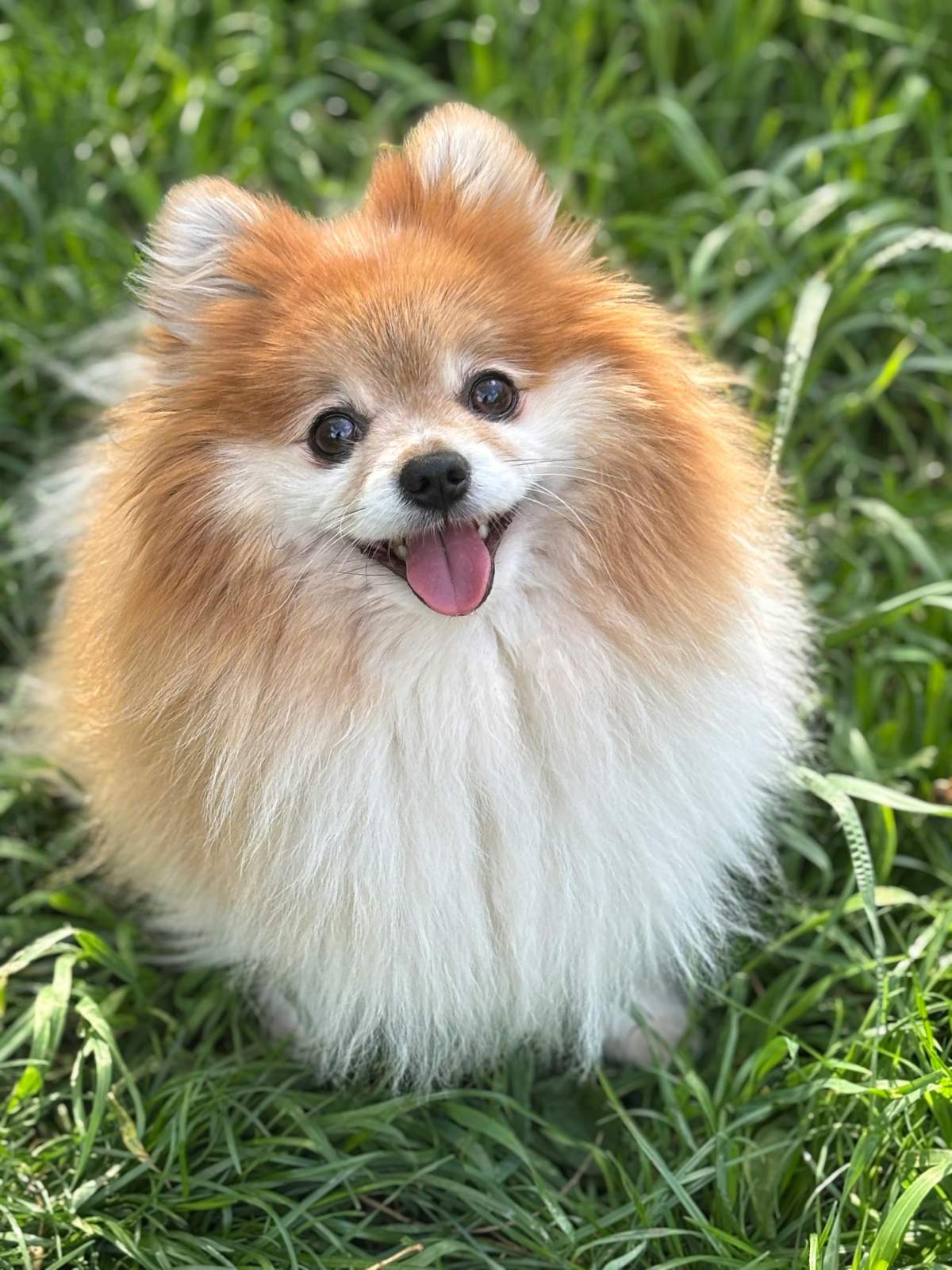 Las 5 razas de perros pequeños más adorables según ChatGPT - Petlife