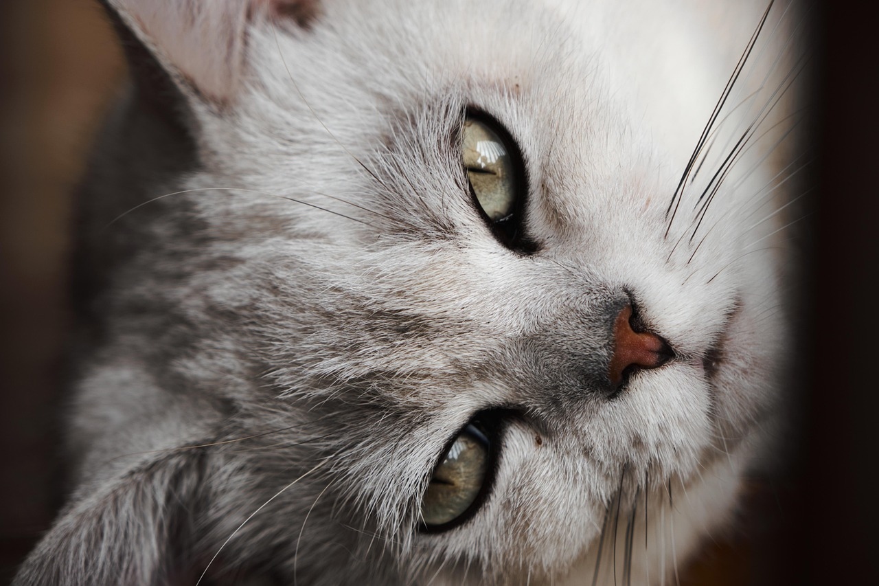 ¿Qué significa cuando un gato te mira feo? - Petlife