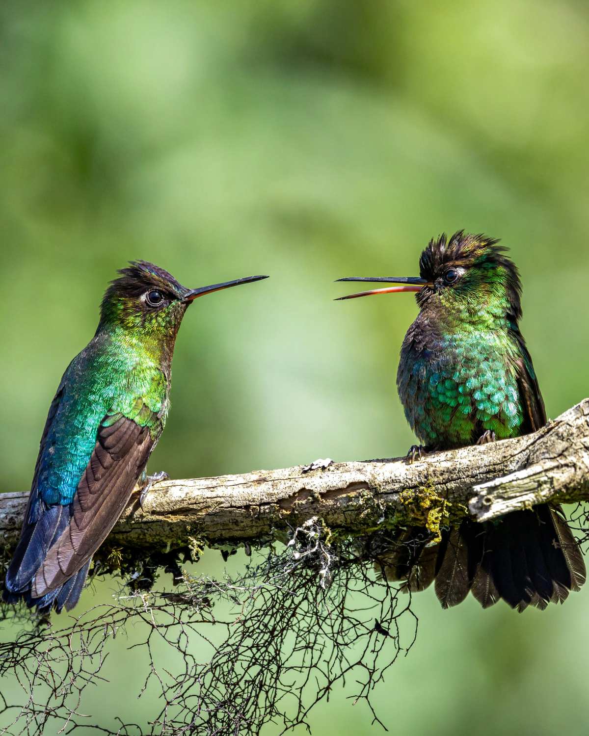 Colibríes: Top de plantas que ayudan a crearles un refugio natural ...
