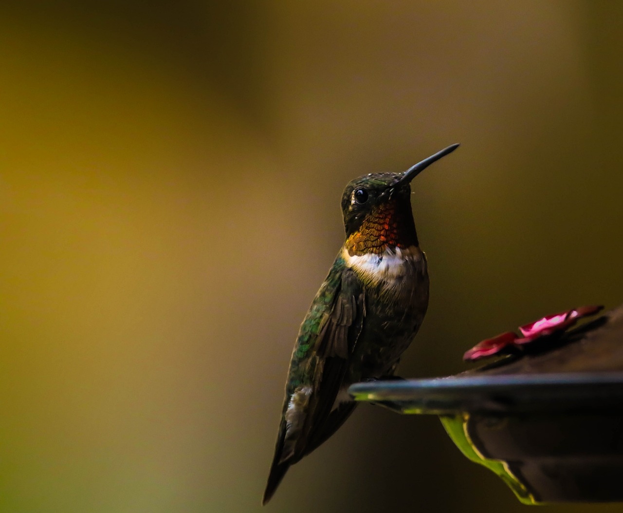 ¿Cuál es el significado de ver un colibrí negro? - Petlife