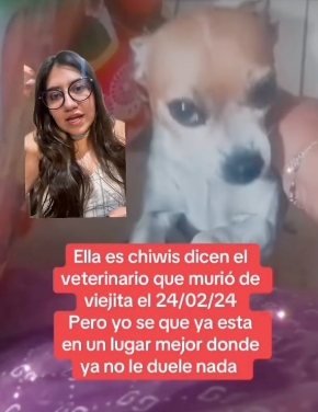 Revelan la triste causa de muerte de Chiwis, el perrito de Aimep3 - Petlife