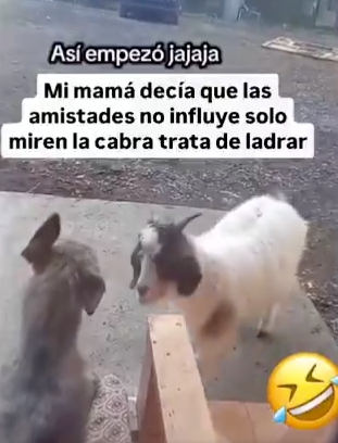 ¡Salió copiona! Viralizan VIDEO de cabra intentando imitar ladridos de ...