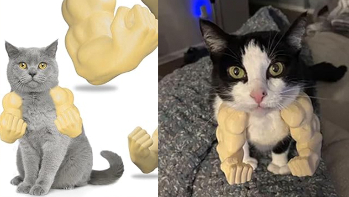 Haz MUSCULOSO a tu gatito: venden brazos para que tengas al michi más ...