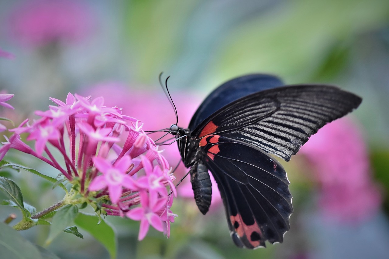 Mariposa negra: ¿cuál es el significado espiritual de su aparición ...
