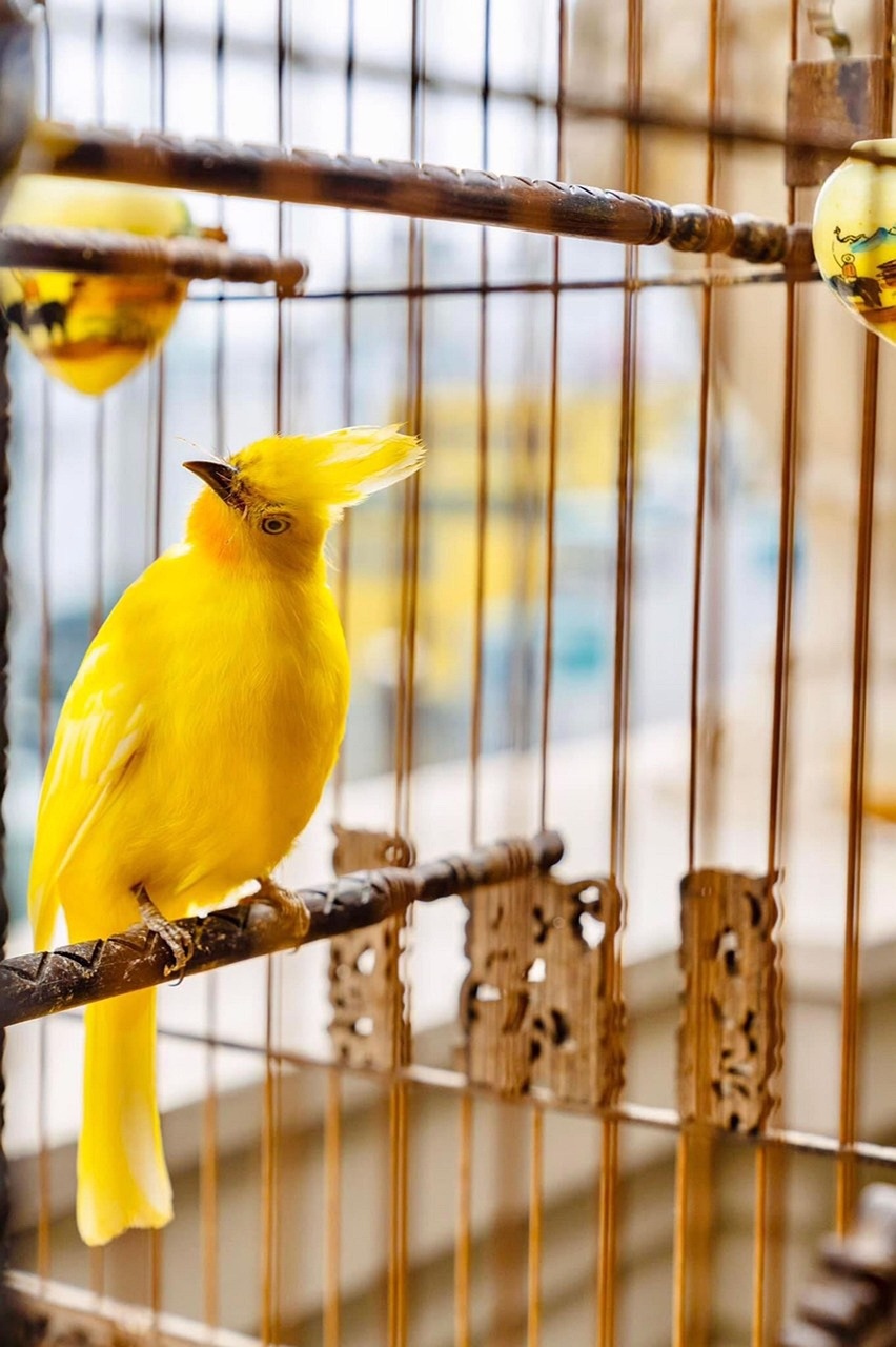 Pájaros: ¿Cuál es el significado espiritual de su visita a tu ventana ...