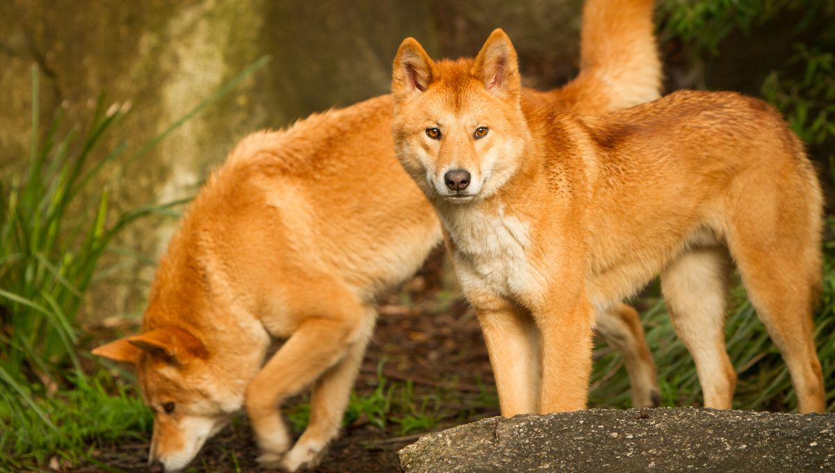 Tragedia en Australia: Sacrificarán dingos tras la muerte de la turista ...